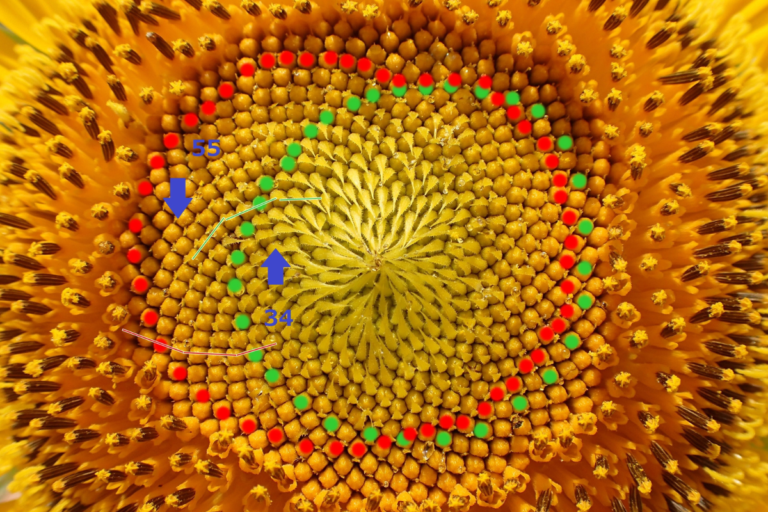 フィボナッチ数列とは何か？美しき黄金比と自然が調和した神秘の数学 | 数学Xファイル